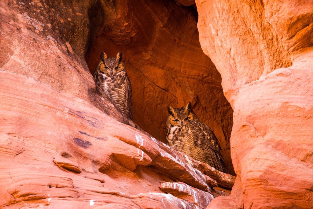 Rattlesnake & Owl Slot Canyon Tour | Black Streak Canyon Tours